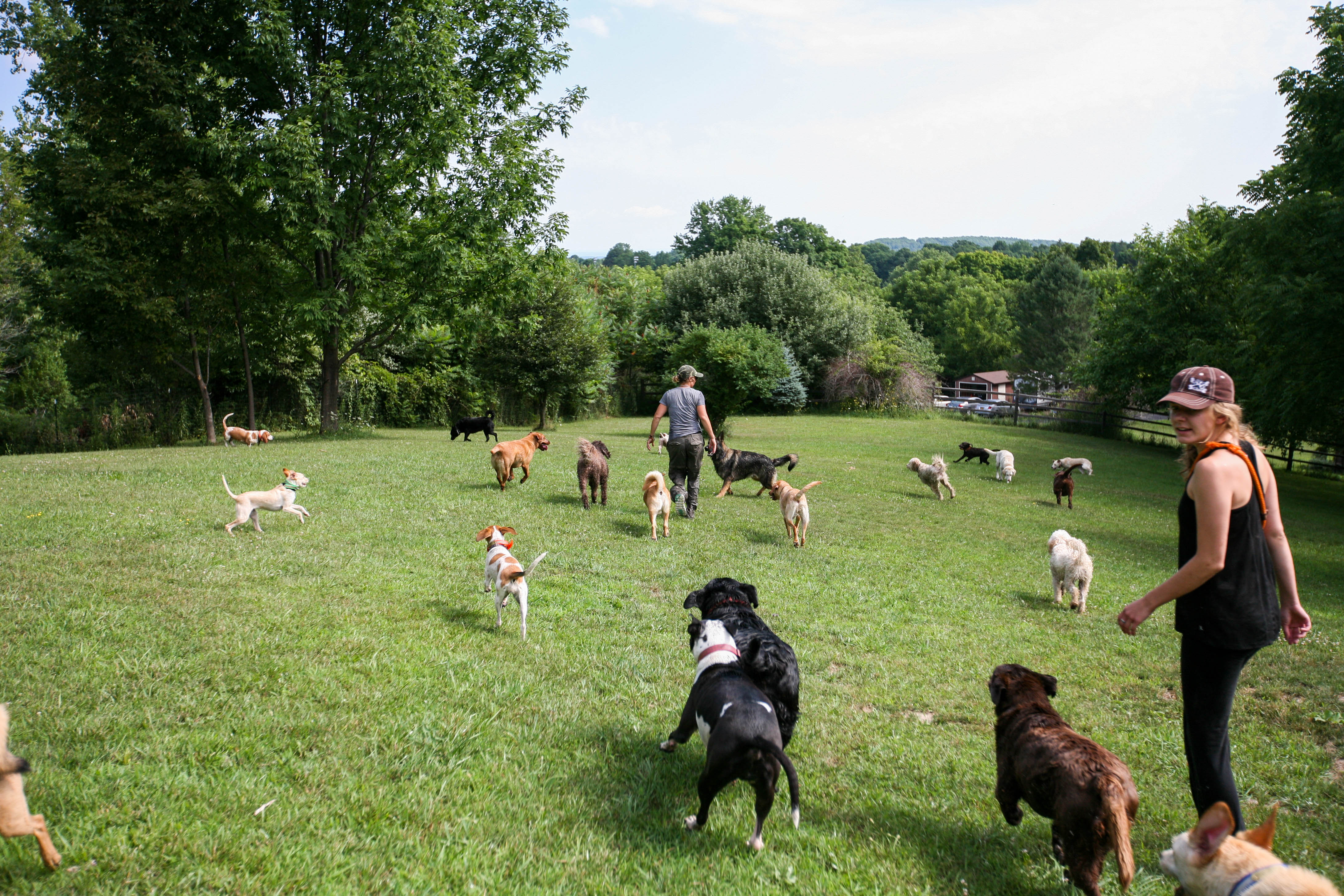 Off Leash Hikes | Critter Sitters